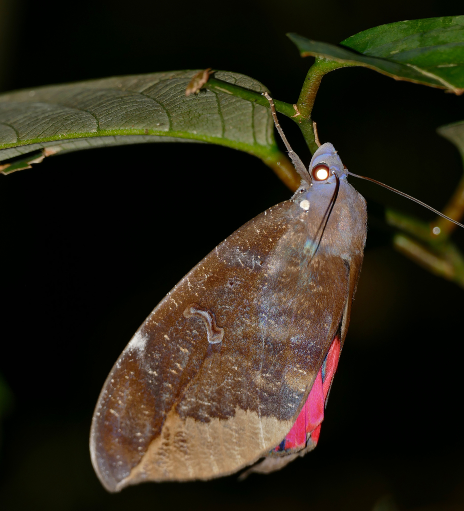 Phyllodes verhuelli from Lundu, Sarawak, Malaysia on November 7, 2015 ...