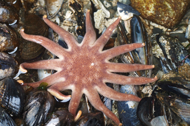 Morning sun star from Salt Creek, WA on June 12, 2014 by Wendy Feltham ...