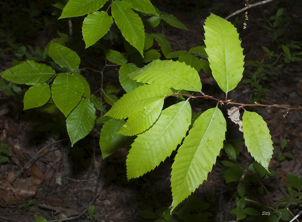 American chestnut from York County, VA, USA on April 24, 2010 at 09:14 ...