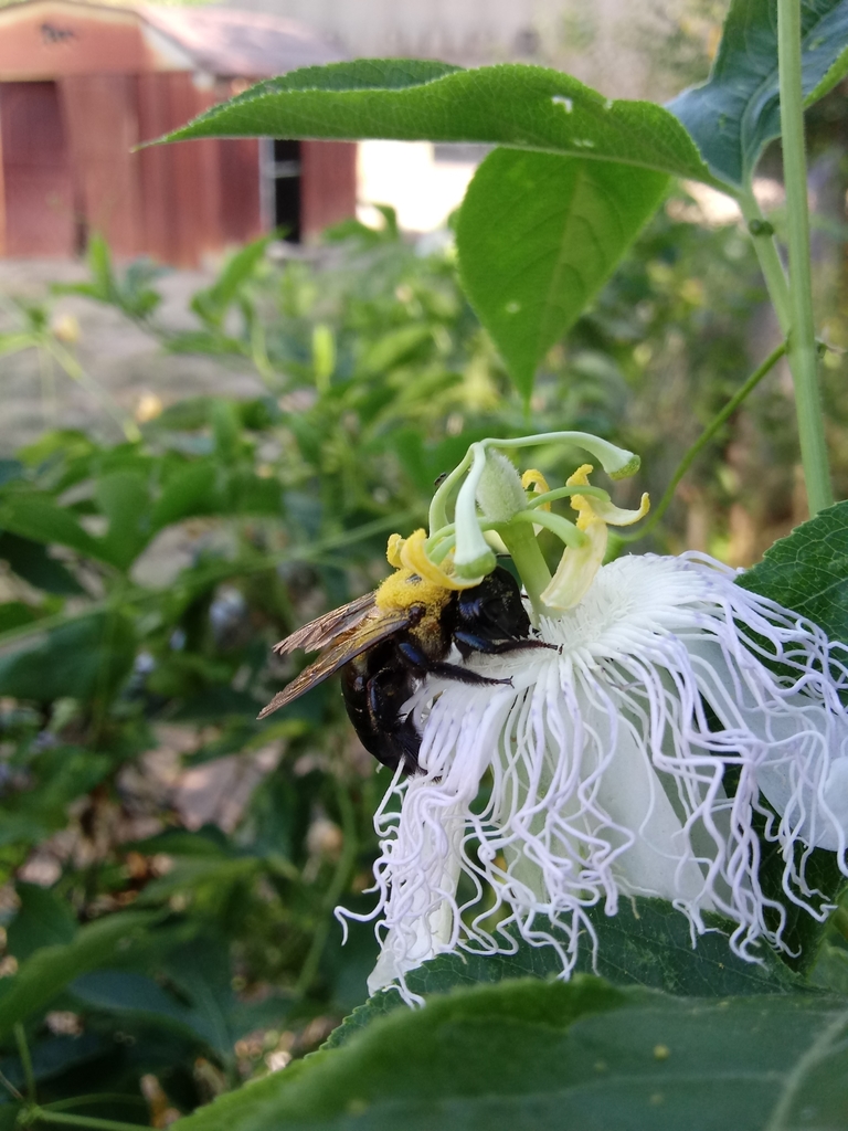 Eastern Carpenter Bee from Norman, OK 73071, USA on August 28, 2020 at ...