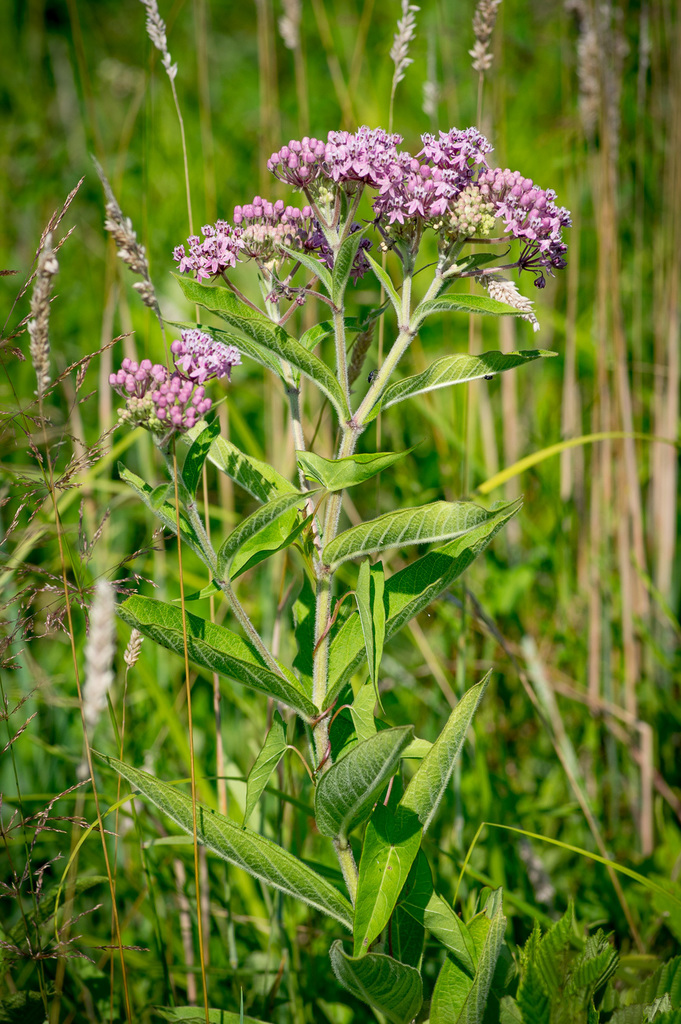 Swamp Milkweed (Wildflowers of Southeast Michigan) · BioDiversity4All