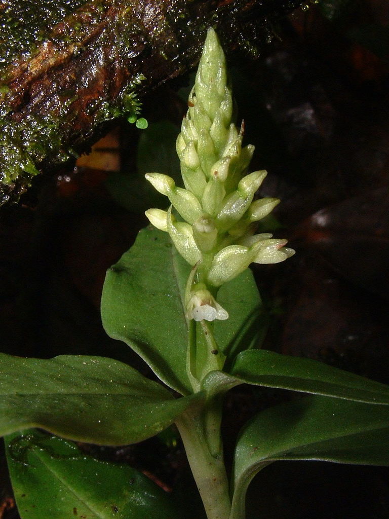 Jug Orchid from Granada, NI-GR, NI on August 16, 2004 at 12:00 AM by ...