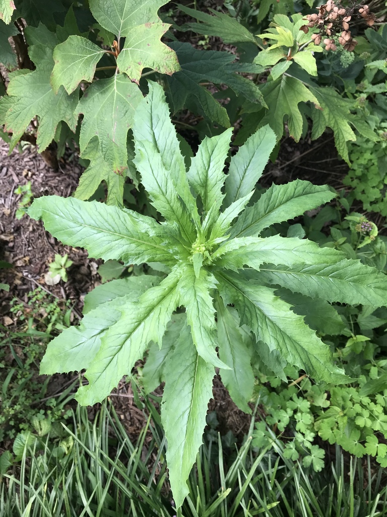 American burnweed from Wainwright Dr, Annapolis, MD, US on August 19 ...