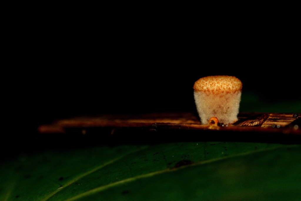 Crucibulum from Easby Park, Richmond, New Zealand on July 23, 2017 at ...