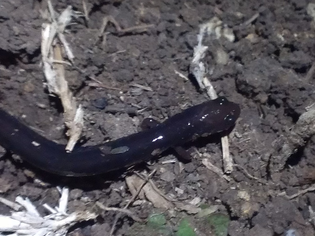 Cerro Grande Worm Salamander from Tatumbla, Honduras on May 4, 2013 at ...