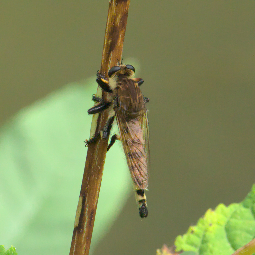 Red-footed Cannibal Fly from Travilah, MD, USA on August 28, 2020 at 11 ...