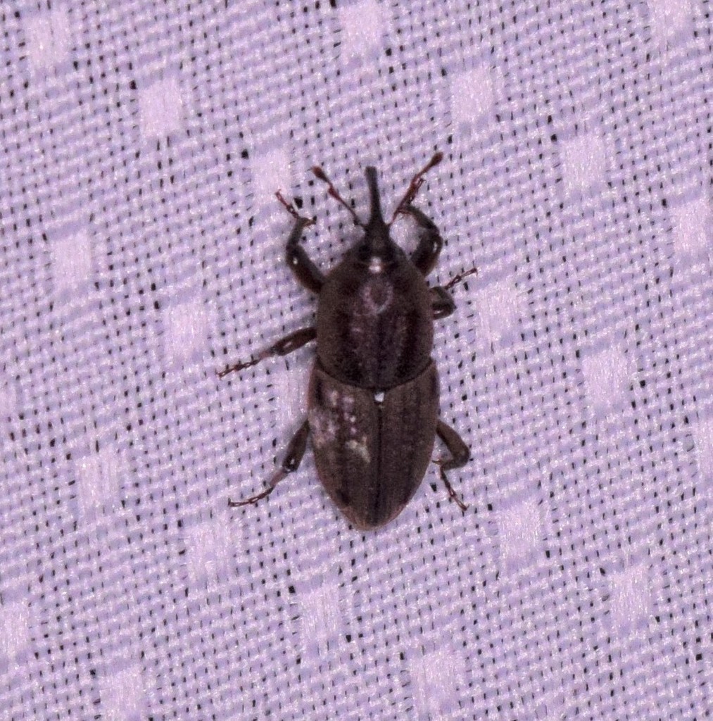 Billbug Weevils from Maypearl, TX, USA on July 22, 2017 at 11:19 PM by ...