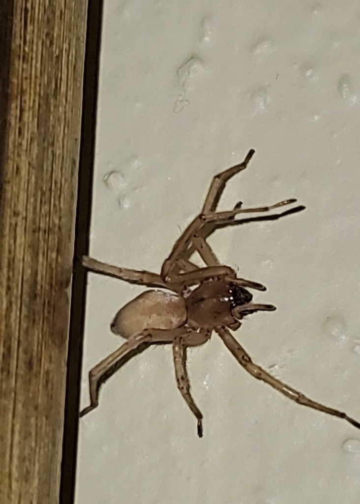 Longlegged Sac Spiders from Almertens Pl, Hawthorne, CA, US on August ...