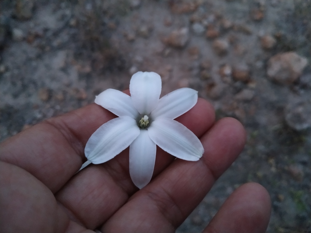 (Milla potosina) - Botanical Realm