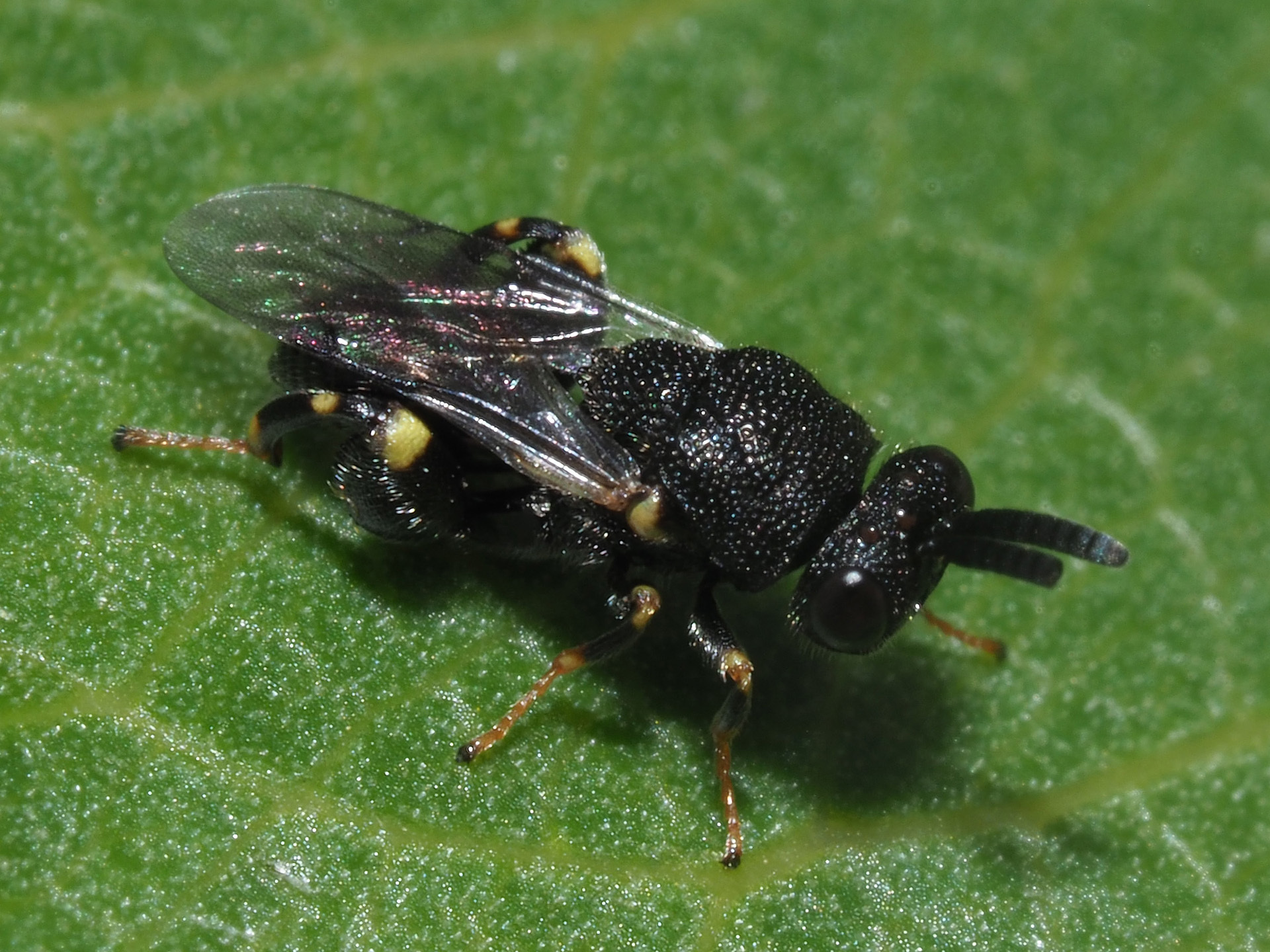 Brachymeria minuta (Linnaeus, 1767)