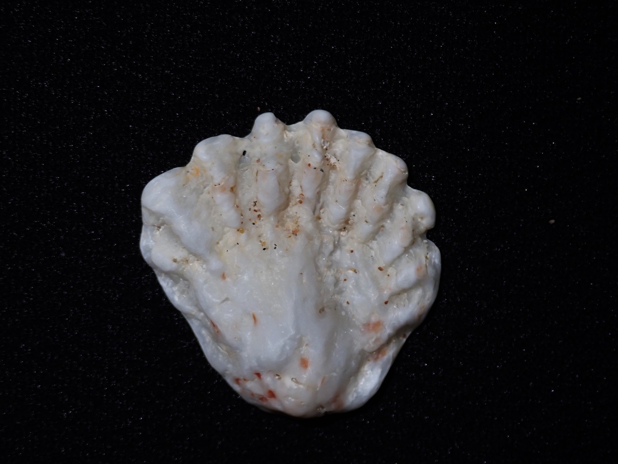 Plicatula plicata (Linnaeus, 1764)