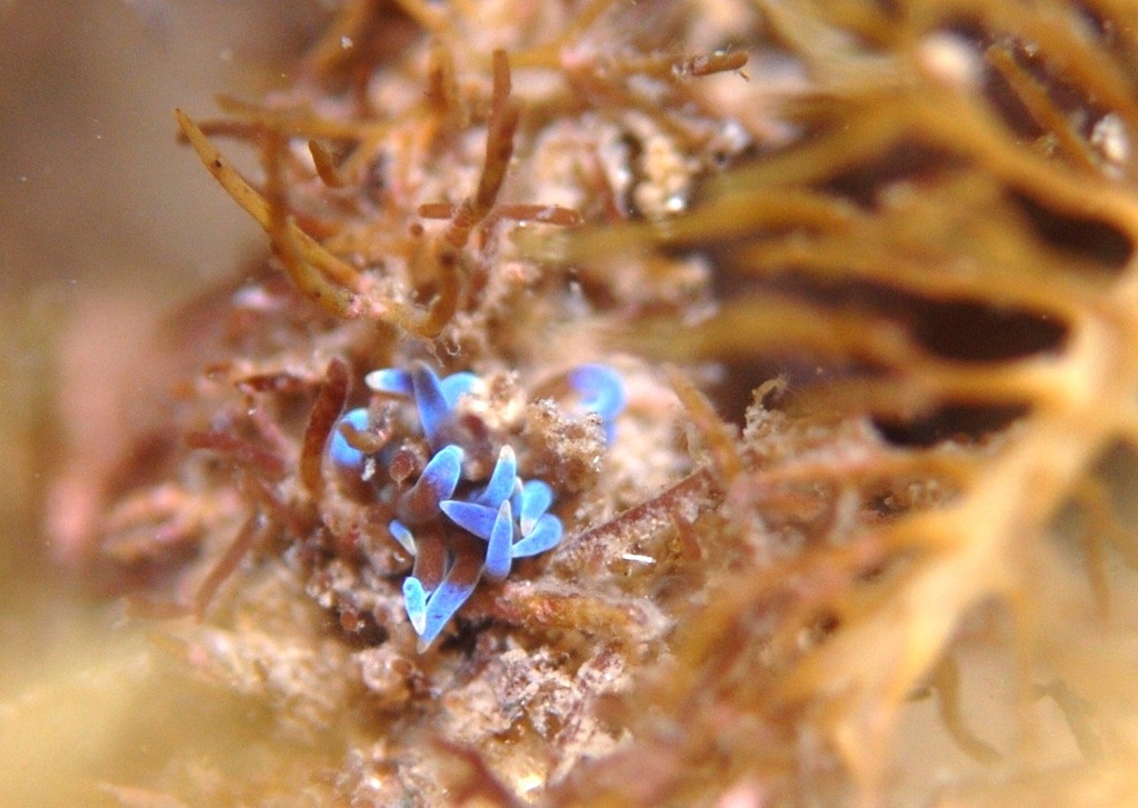 Phyllodesmium macphersonae from Encounter Bay SA 5211, Australia on ...