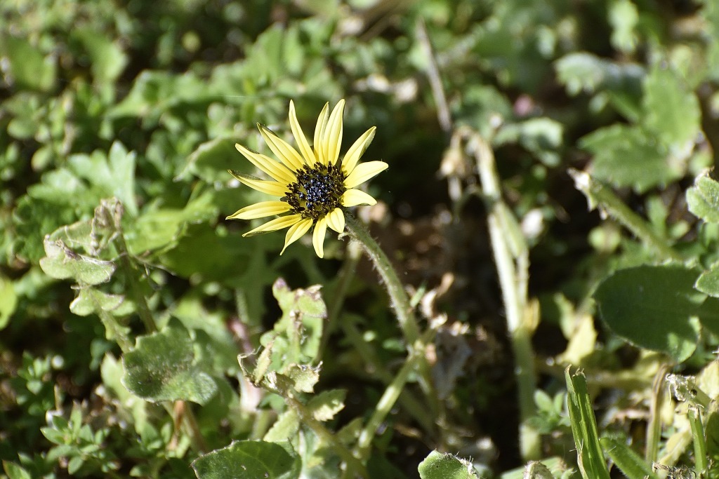 Capeweed from Harrington Park NSW 2567, Australia on August 29, 2020 at ...