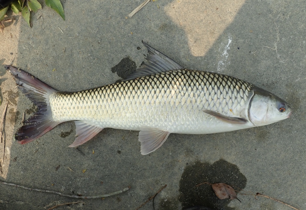 Mrigal Carp (Cirrhinus mrigala) - Marine Life Identification