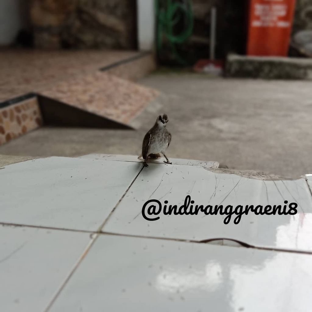 Yellow-vented Bulbul from Utan Kayu Selatan on August 29, 2020 at 11:08 ...
