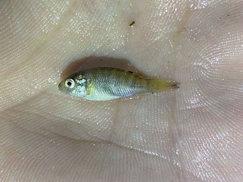 Coptodon tholloni · iNaturalist