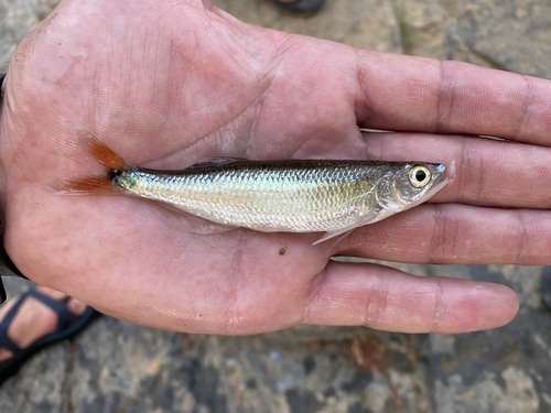 Raiamas buchholzi · NaturaLista Colombia