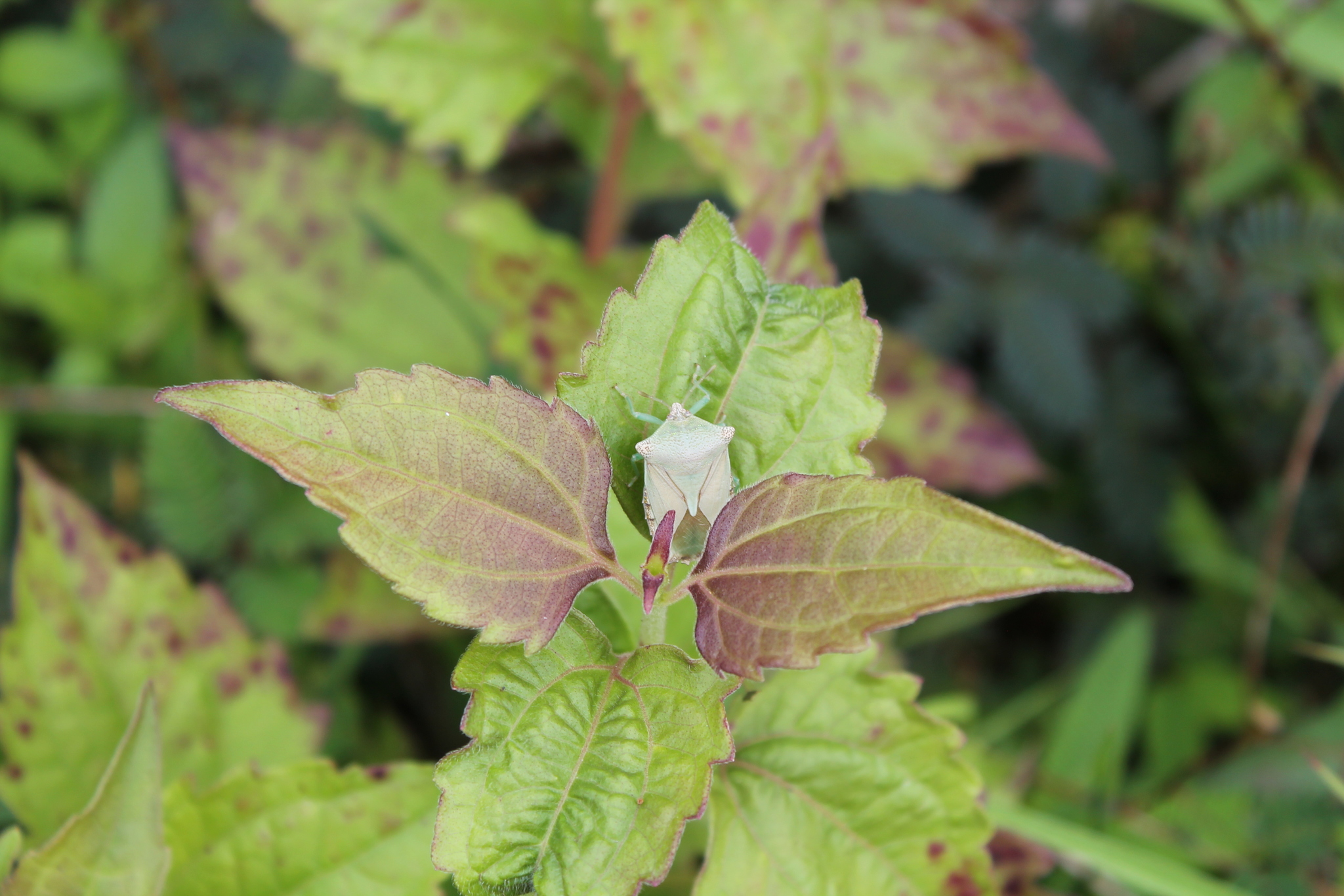 Pygoplatys Dallas, 1851