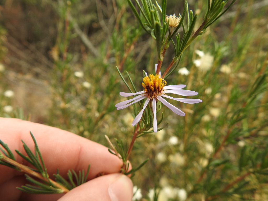 Fine Felicia from Klipriviersberg Nature Reserve, Johannesburg, South ...