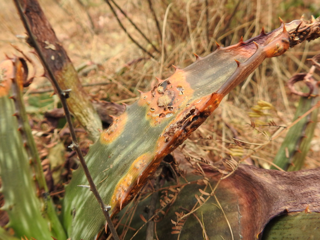 Uromyces aloes (Fungi of southern Africa) · iNaturalist