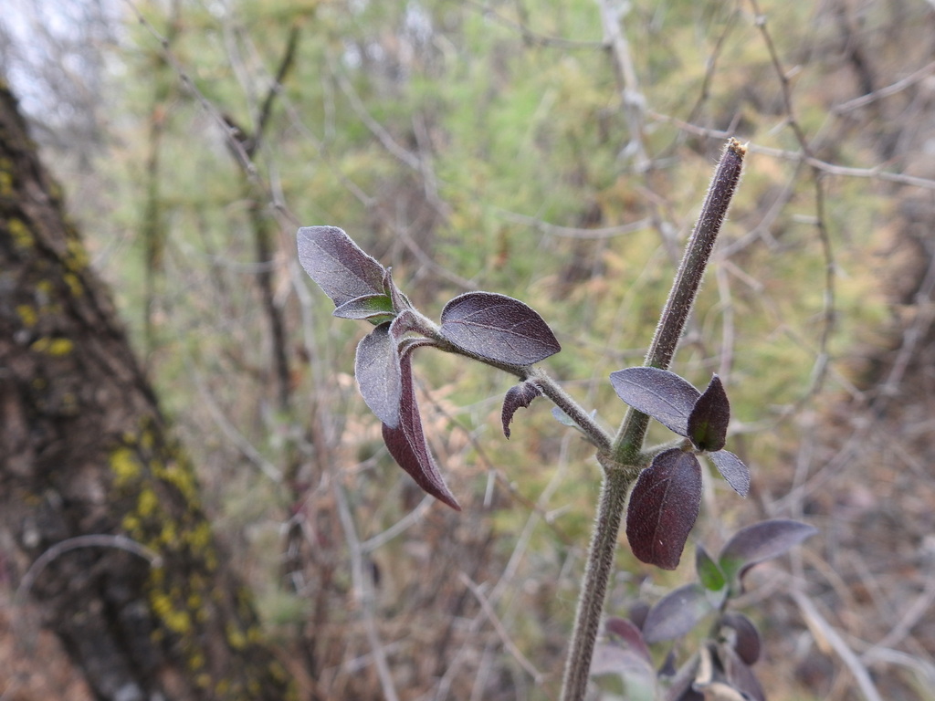 dicots from Klipriviersberg Nature Reserve, Johannesburg, South Africa ...
