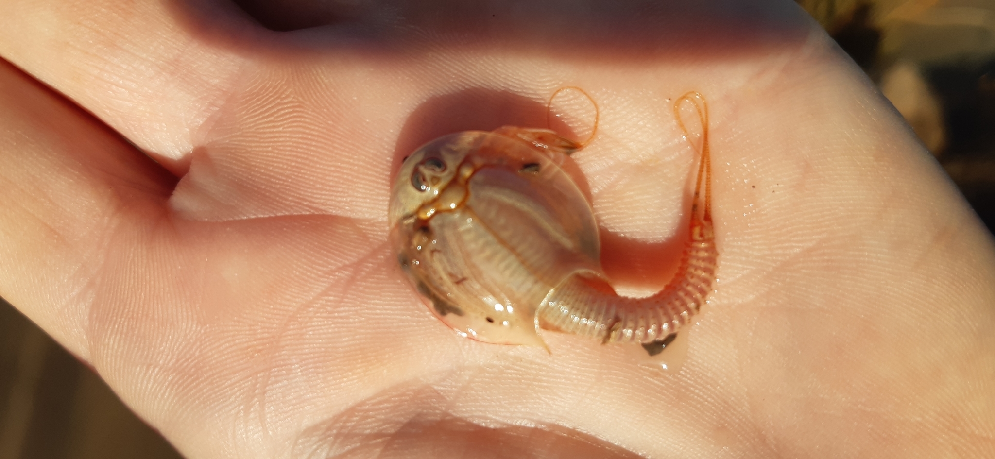 Triops granarius (Lucas, 1864)