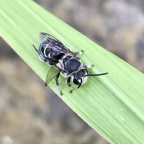 Nomia punctulata · iNaturalist