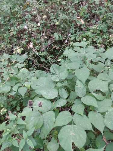 Observations by ryan_diener · iNaturalist