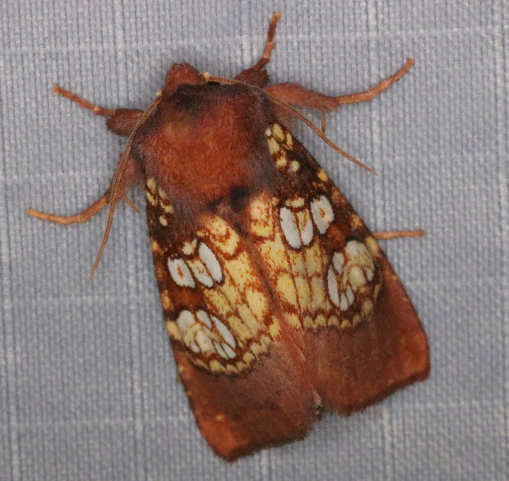 Pitcher Plant Borer Moth from Fen, Villeroy on August 28, 2020 at 11:14 ...