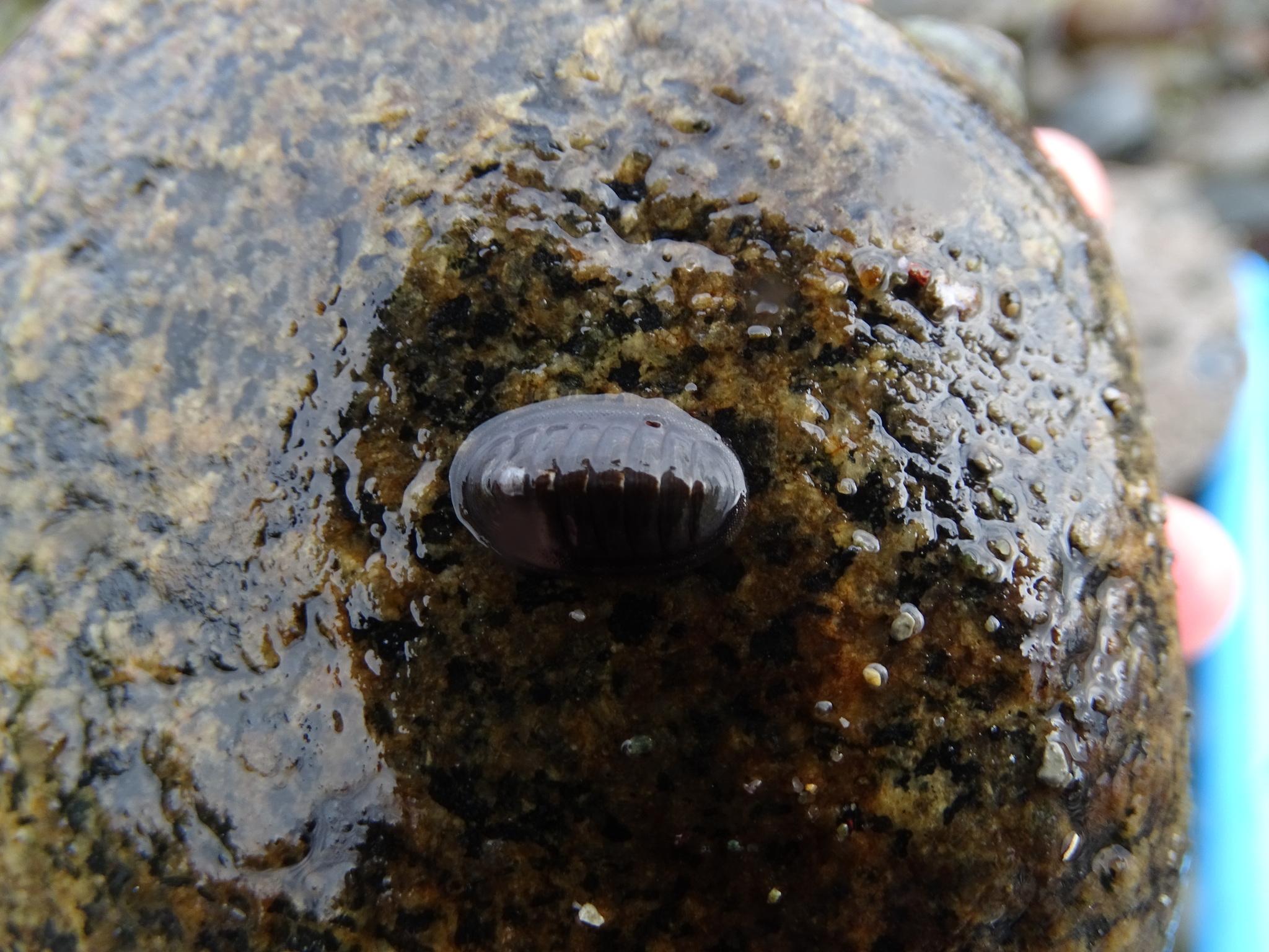 Chiton magnificus Deshayes, 1827