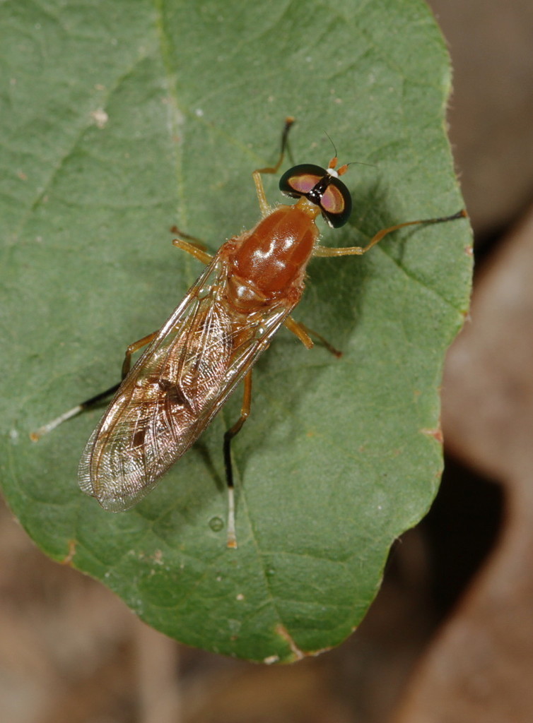 Ptecticus sackenii (Insectos de Veracruz. Parte 1) · BioDiversity4All