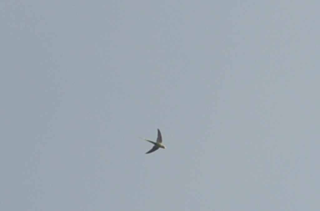 Alexandrine Parakeet from Kaikondrahalli Lake Trail, Valliyamma Layout ...