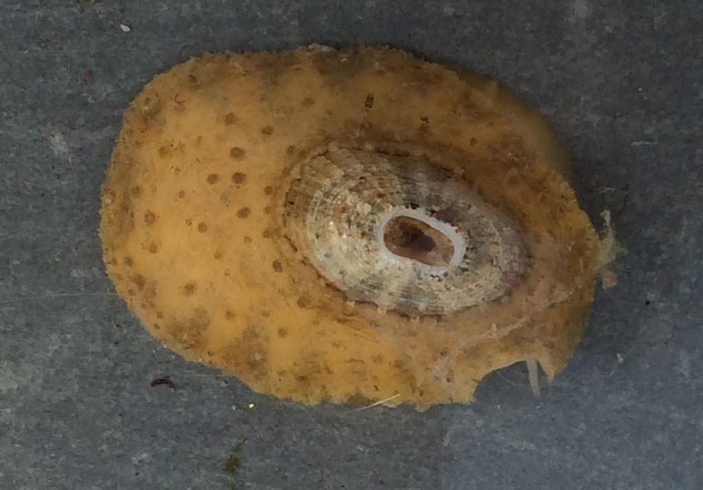 Two Spotted Keyhole Limpet (Northern California Rocky Intertidal ...