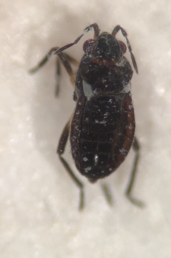 Microvelia atrata in August 2020 by Matthew Pintar · iNaturalist