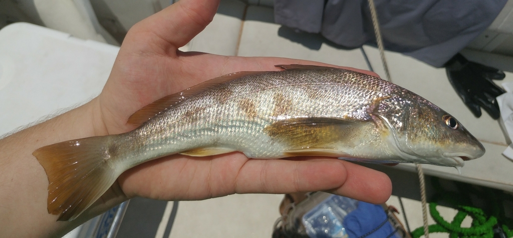 Southern Kingfish from Charleston, SC USA on July 23, 2017 at 01:08 PM ...