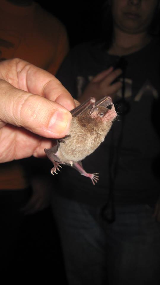 Monophyllus redmani Leach, 1821