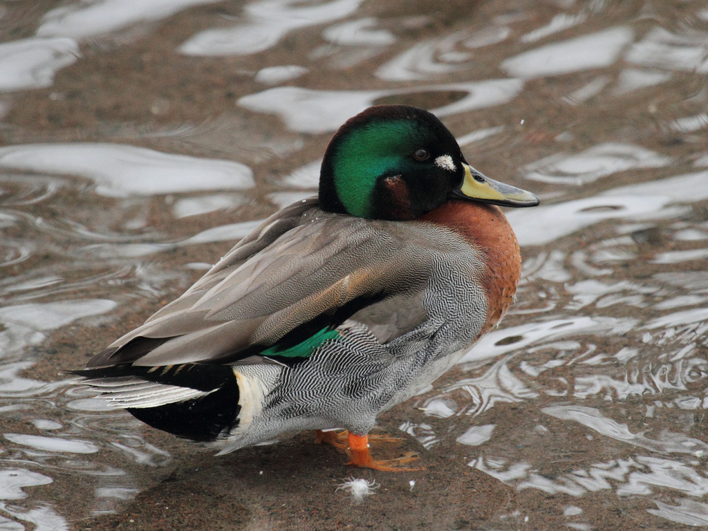 Green-winged Teal × Mallard (Waterfowl of the US) · iNaturalist