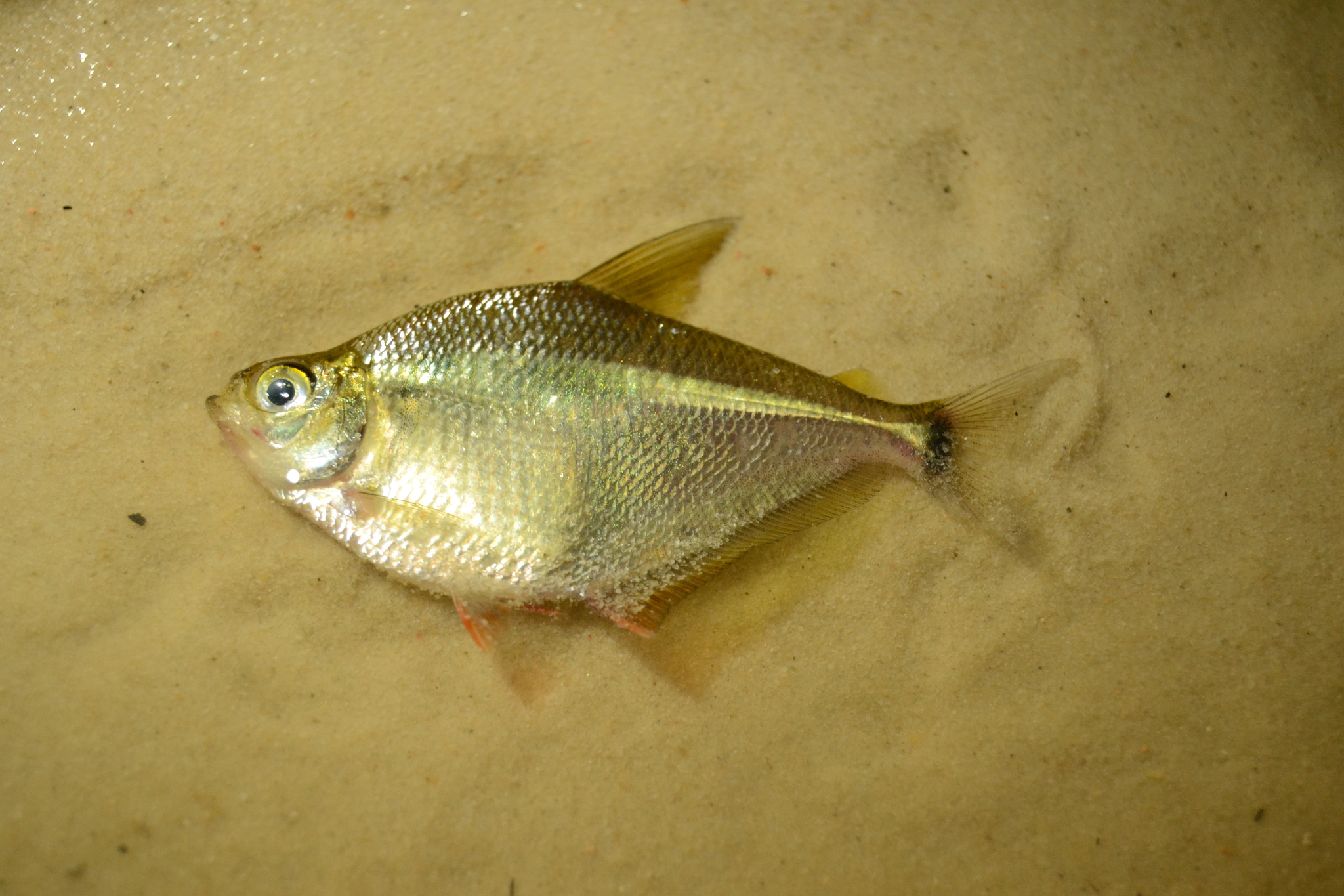 Tetragonopterus argenteus Cuvier, 1816