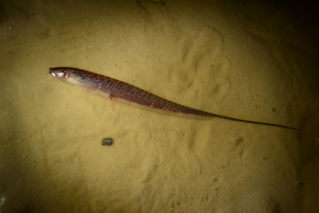 (Hypopygus) - Marine Life Identification
