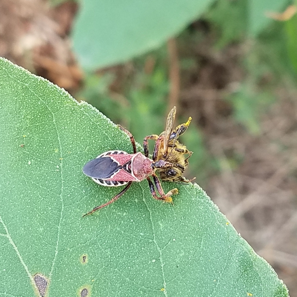 Plains Bee Assassin from Northeast Carrollton, Carrollton, TX, USA on ...