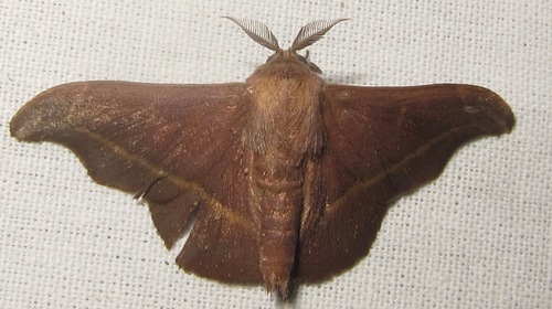 Ulaluma valva · iNaturalist