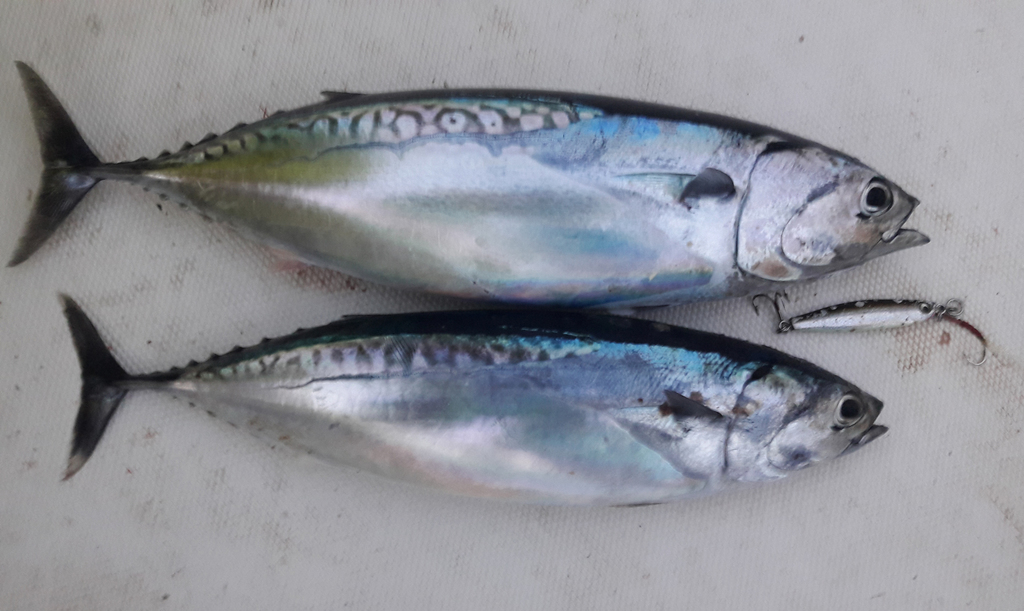Bullet Tuna (Auxis rochei) - Marine Life Identification