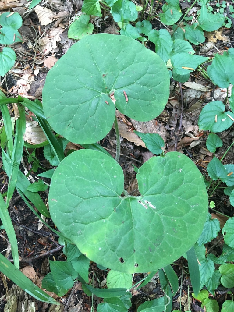 Canadian wild ginger from Valley Dr, Syracuse, NY, US on August 29 ...