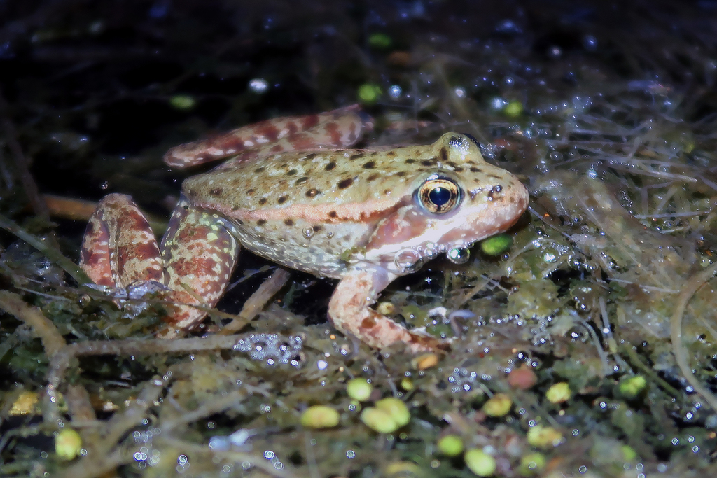 California Red-legged Frog in August 2020 by jqrichmond. metamorph ...