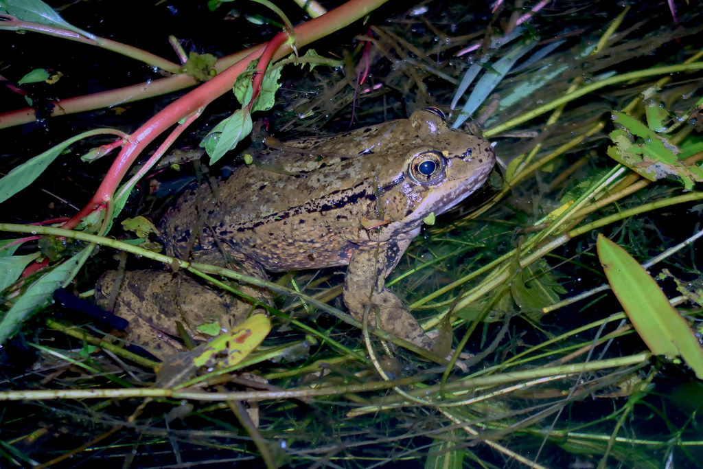 California Red-legged Frog in August 2020 by jqrichmond · iNaturalist