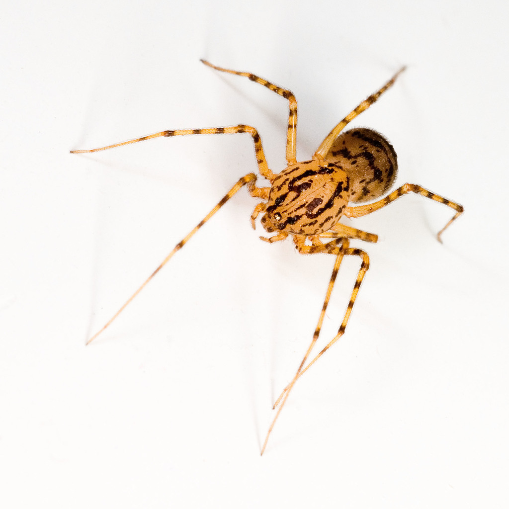 Spitting Spider (Putnam County Site Observations - non-Insect ...