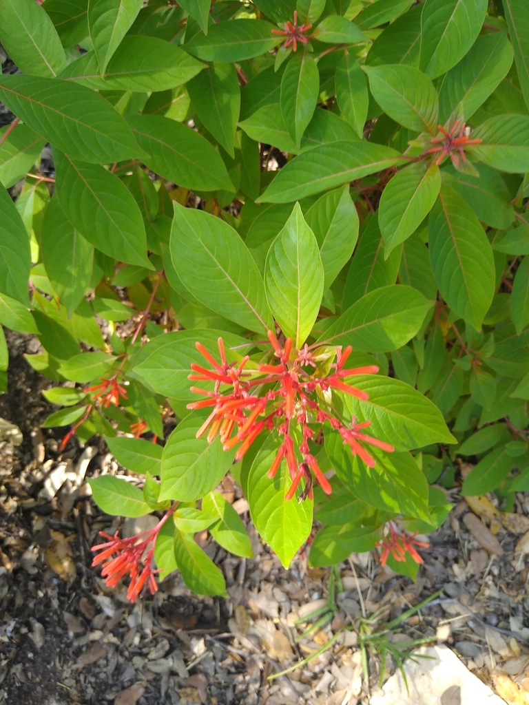 Firebush from Hunters Creek, San Antonio, TX 78230, USA on August 29 ...