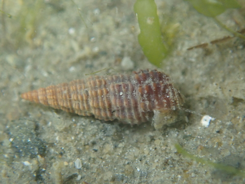 Needle-whelks (Bittium)