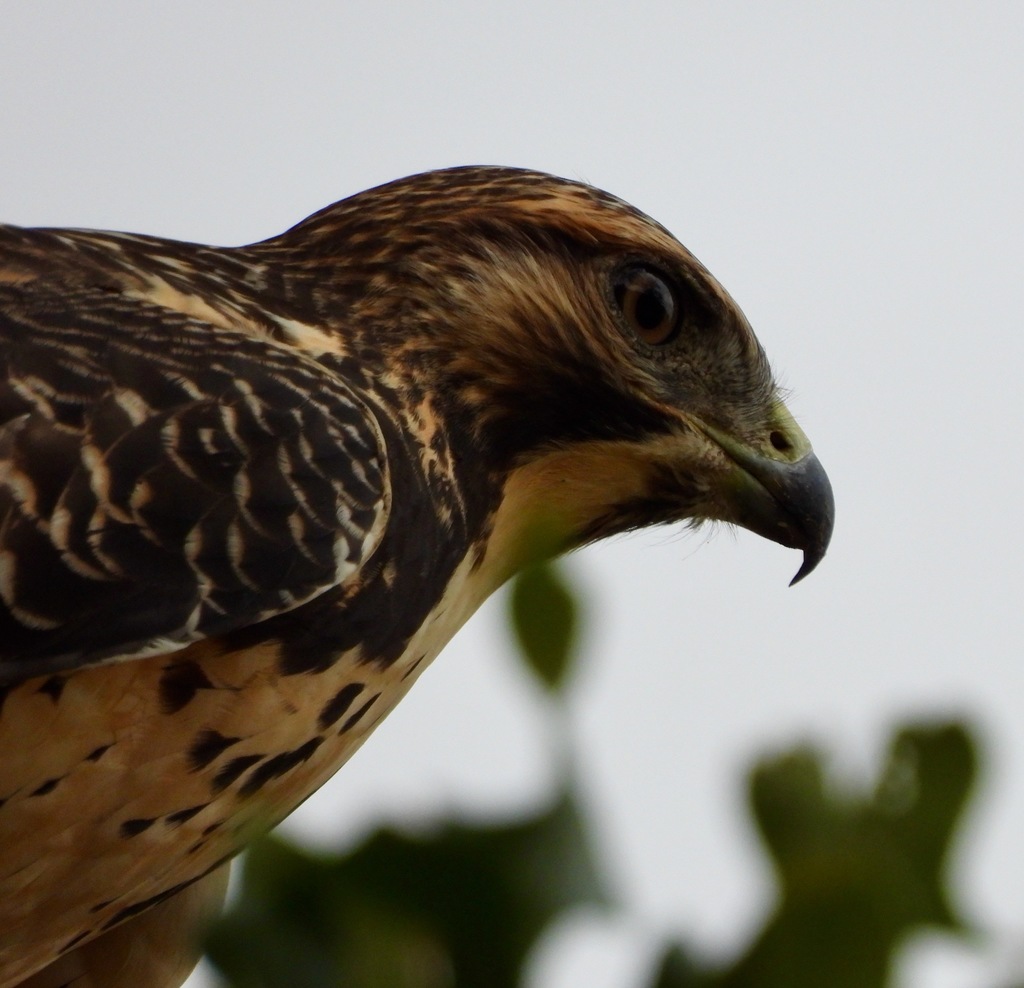 Swainson's Hawk from Williamson County, TX, USA on August 26, 2020 at ...