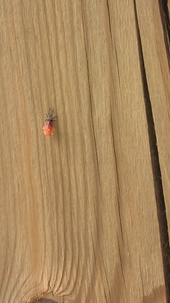 Insects from Ontario Canada on August 28, 2020 by gravina. It was a bug ...